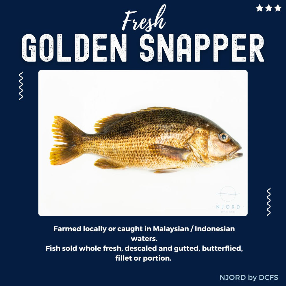 Fresh Golden Snapper 900G – NJORD by DCFS