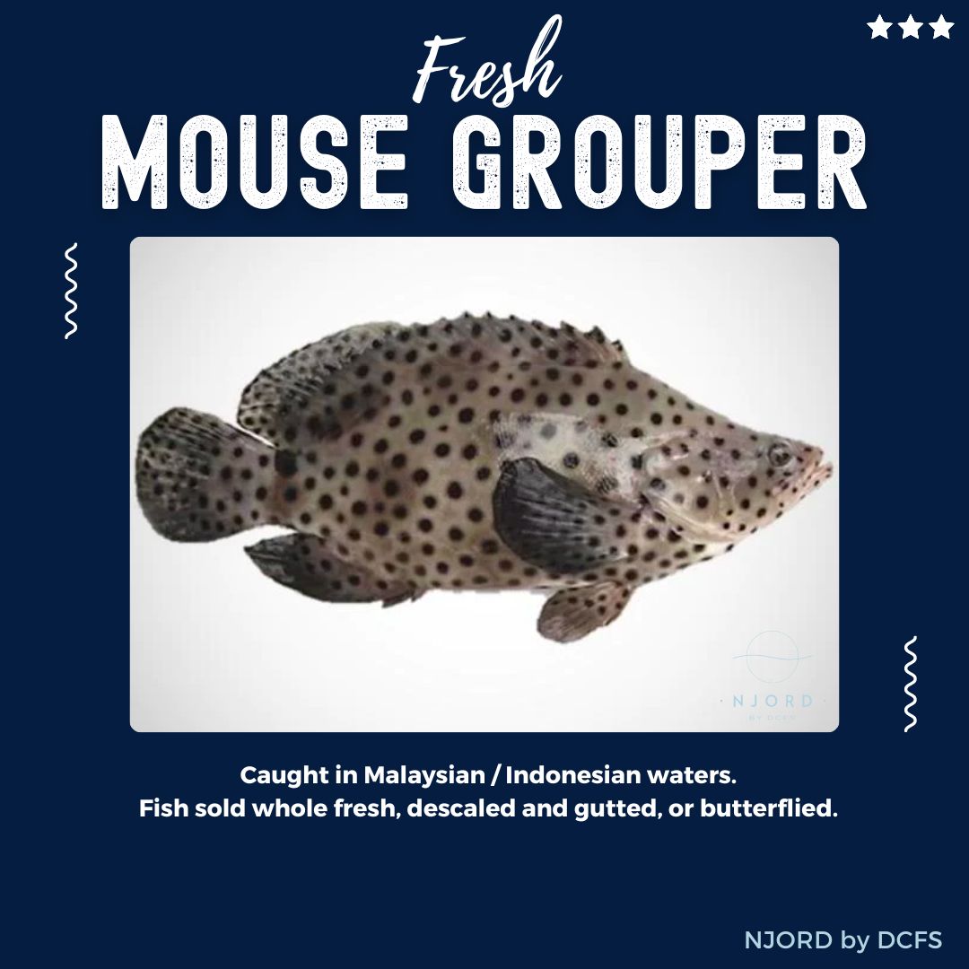 Fresh Mouse Grouper 900G – NJORD by DCFS